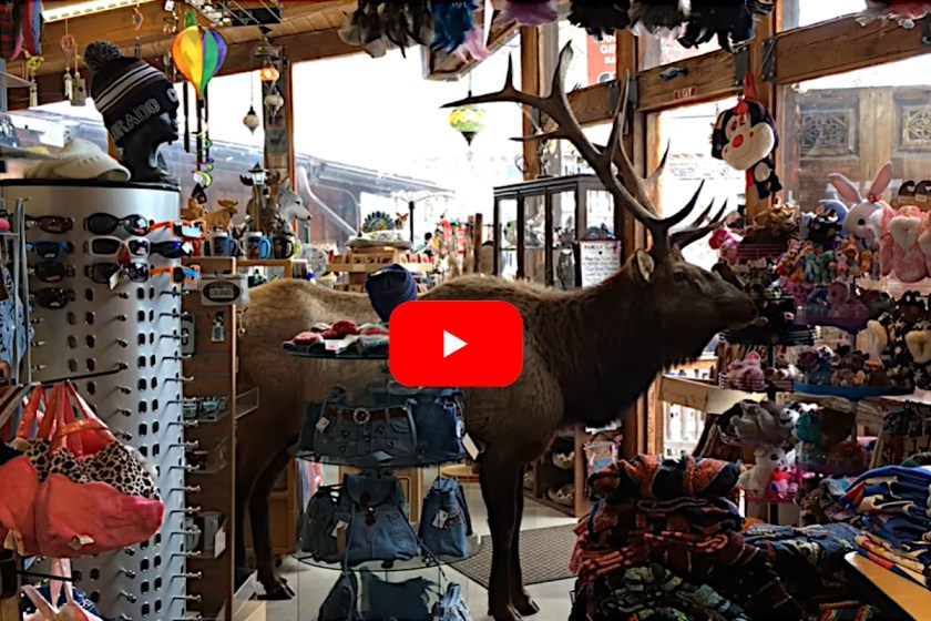 This Big Bull Elk Took a Look Around an Estes Park Gift Shop