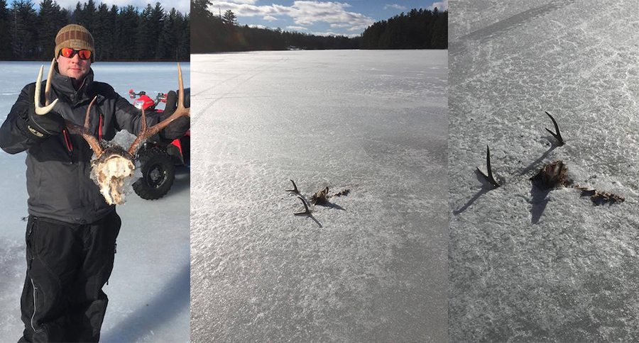 Frozen Fox? How About This Frozen Buck