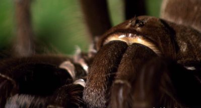 The Goliath Bird-Eating Tarantula is Real, and Here Are the Details ...