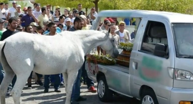 Grieving Horse Breaks Down on Casket After Sniffing Owner at Funeral