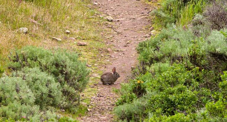 Tips for Hunting Rabbit Without a Dog