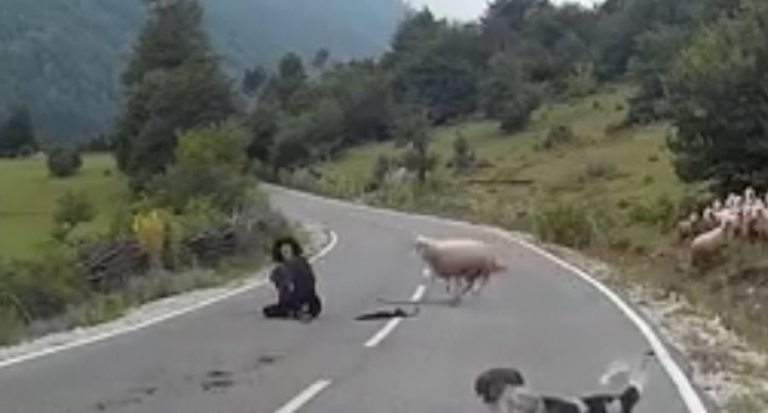 Ram Destroys its Shepherd in a Wild Attack You Must See to Believe!