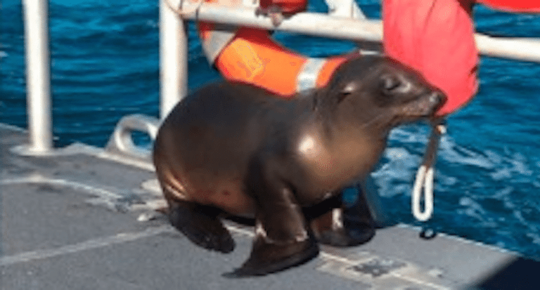 Sea Lion Takes a Ride with Coast Guard After Getting Tangled in Equipment