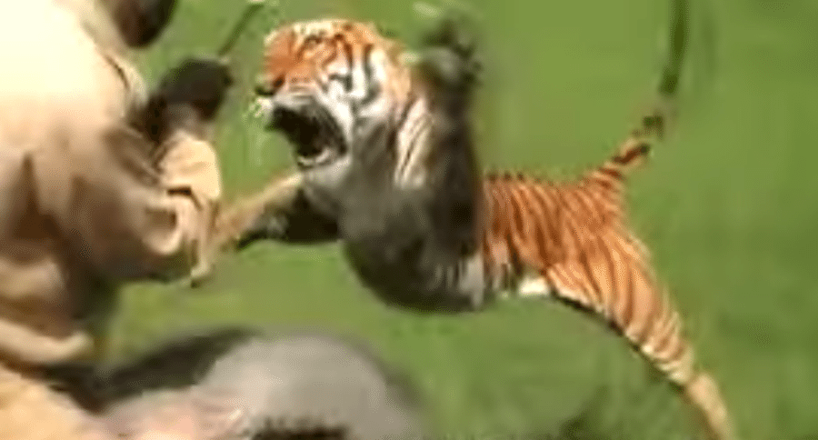 Dramatic Tiger Attack: Big Cat Launches Itself at Ranger Atop Elephant