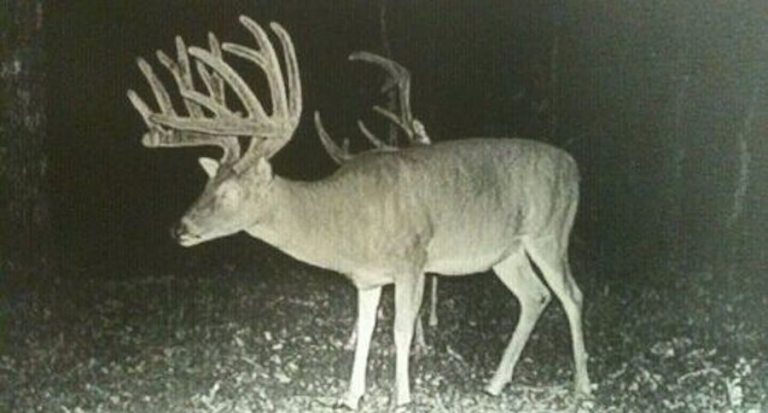 The Internet's Top 8 Deer Trail Camera Pictures