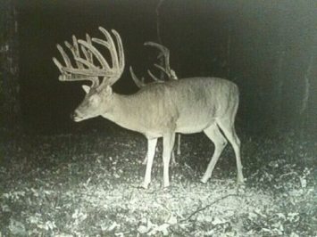The Internet's Top 8 Deer Trail Camera Pictures