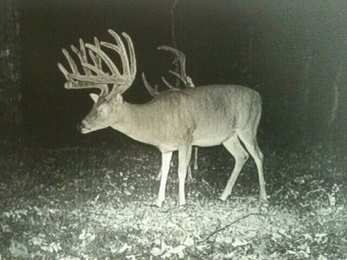 The Internet's Top 8 Deer Trail Camera Pictures