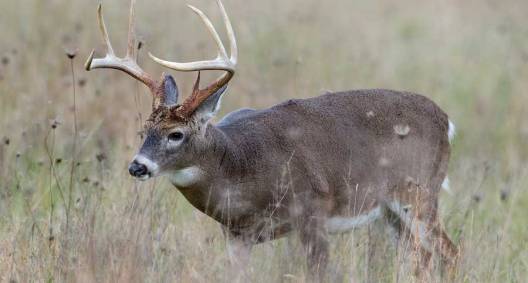 Tips for Judging Whitetail Racks in the Field - Wide Open Spaces