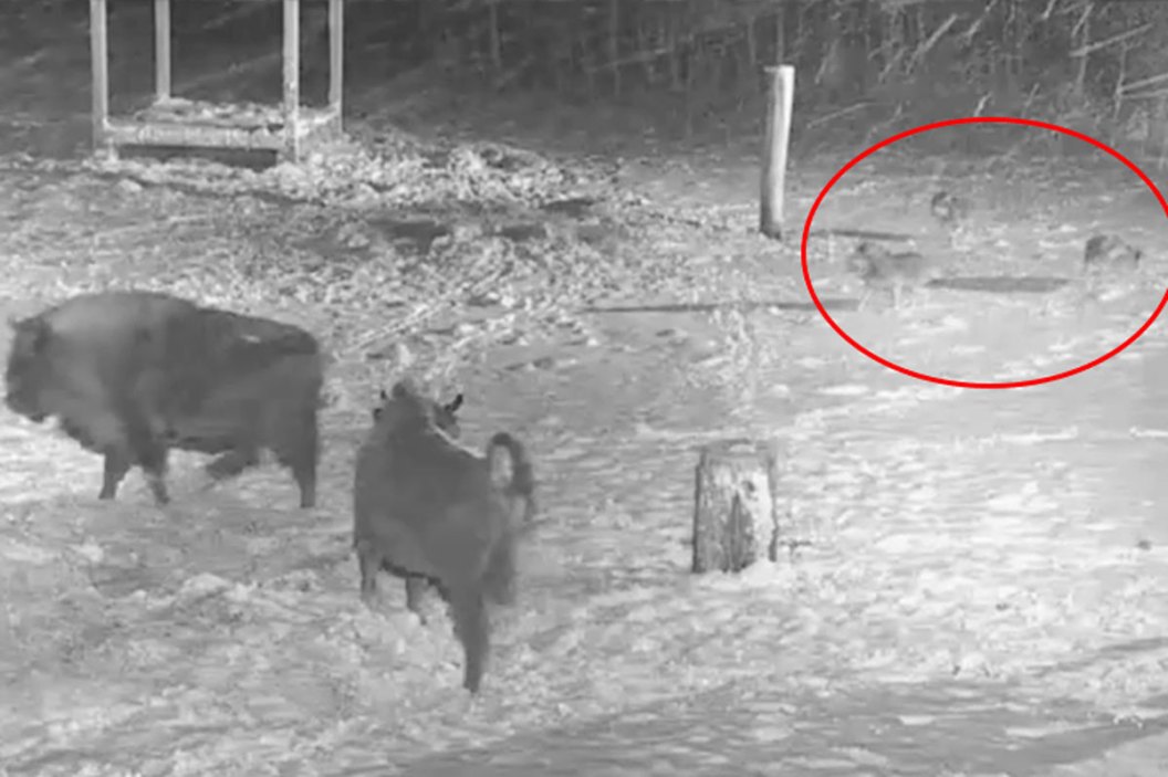 Trail Camera Captures Up-Close Clip of Wolf Howling - Wide Open Spaces