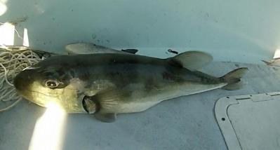 World Record Florida Puffer Fish Released Before Anyone Knew What It ...