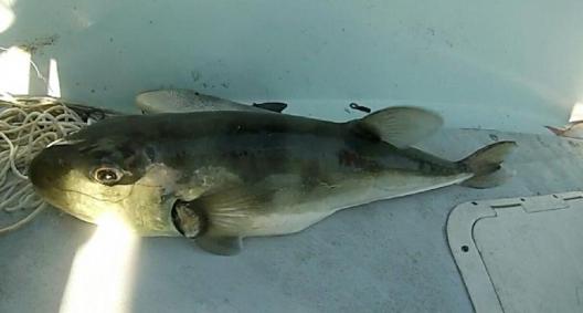 World Record Florida Puffer Fish Released Before Anyone Knew What It ...