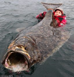Halibut Angler Jumps in the Water for Photo-Op - Wide Open Spaces