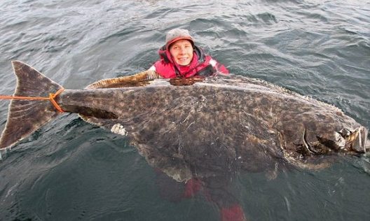 Halibut Angler Jumps in the Water for Photo-Op - Wide Open Spaces