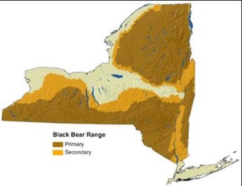 New York DEC Announces Bear Harvest Results for 2016 - Wide Open Spaces