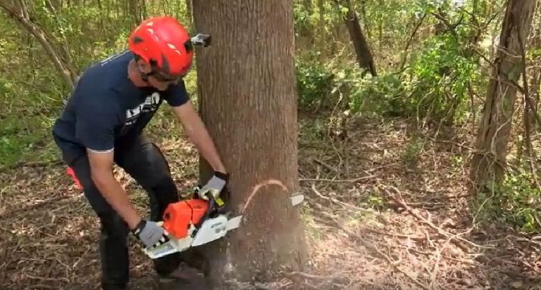 How to Fell a Tree with a Chainsaw From the Experts at STIHL