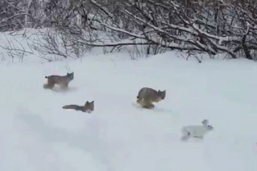 Clip Captures Lynx Pack Chasing Down a Snowshoe Hare - Wide Open Spaces