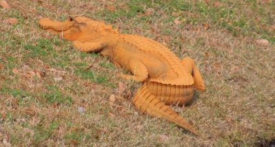 Orange Alligator Surfaces in South Carolina