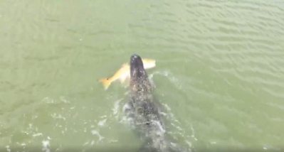 This Thug Alligator Would Like Your Redfish, Please - Wide Open Spaces