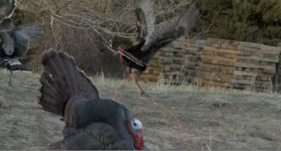 Bowfishing for Turkeys?!? - Wide Open Spaces