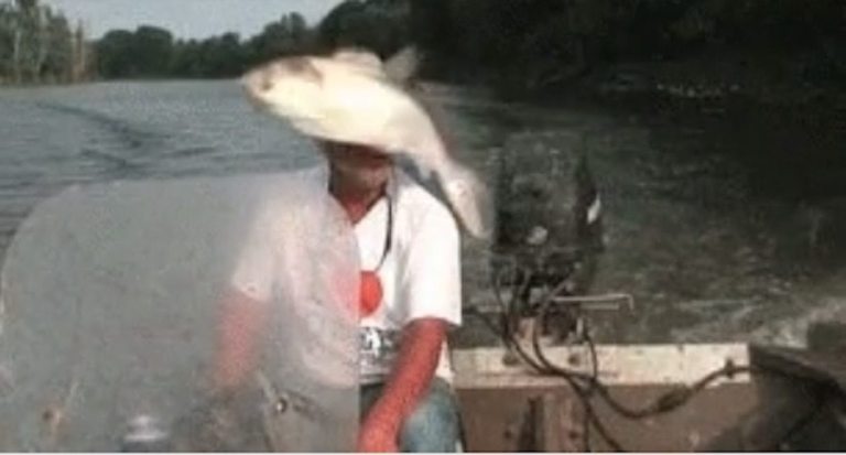 10 Silly Carp GIFs for a Slap-Happy Day - Wide Open Spaces