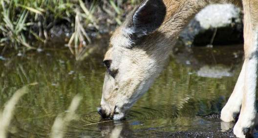 How Important is a Water Source for Deer Hunting? - Wide Open Spaces