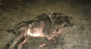 Live Buck Deer Reportedly Set on Fire in Indiana - Wide Open Spaces