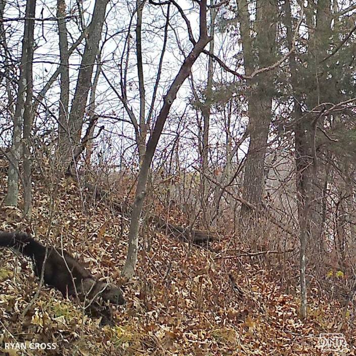 Iowa DNR Confirms the First Sighting of a Fisher Since the 1800s