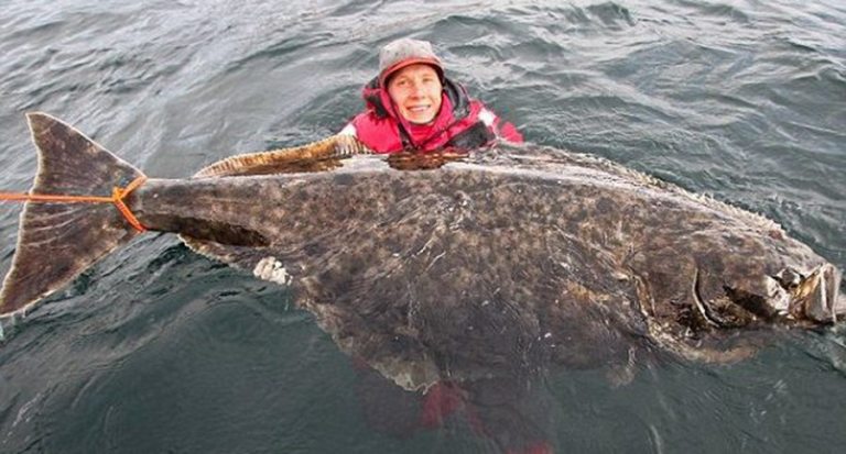 Halibut Angler Jumps in the Water for Photo-Op - Wide Open Spaces