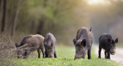 Texas Approves Feral Hog Poison, Which Could Turn the Tide in the War ...