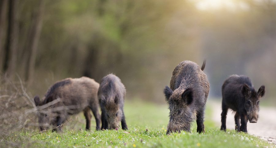 Texas Approves Feral Hog Poison, Which Could Turn the Tide in the War ...