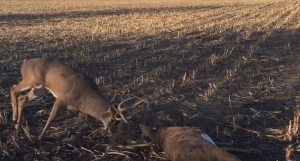 Escape of the Day: Tangled Buck Gets Loose From Dead Sparring Partner