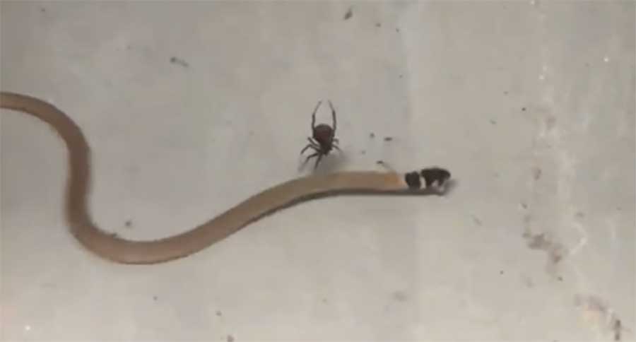 Horror Show, Australian Style: Deadly Redback Spider vs. Eastern Brown ...