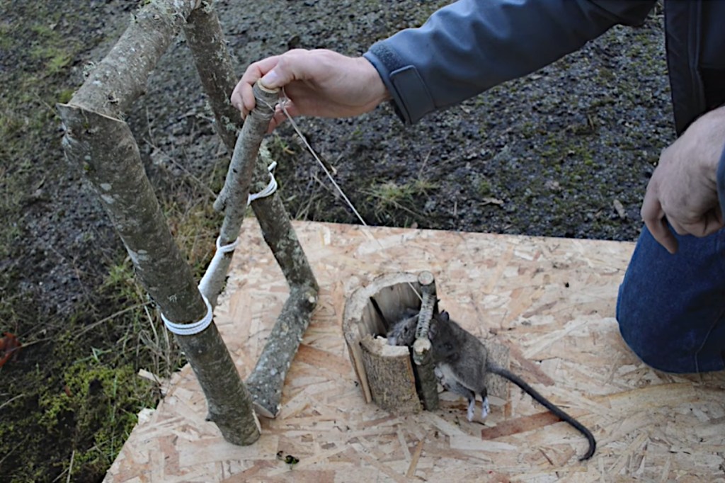 The Spanish Windlass Snare: An Effective Solution for Rats and Mice ...