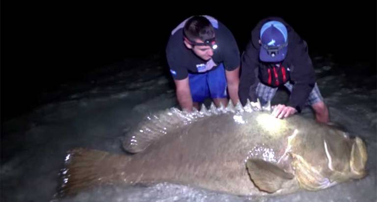 Yes, You Can Go Surf Fishing for Goliath Grouper! - Wide Open Spaces