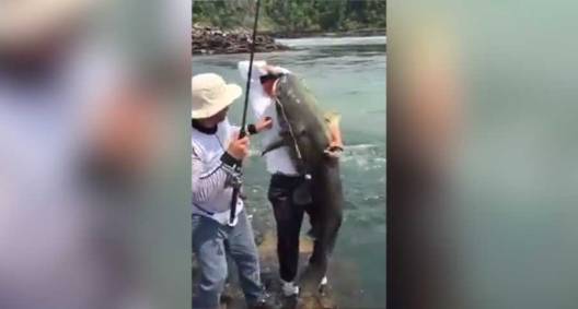 This Proves One Thing: Catfish Are Cuddly