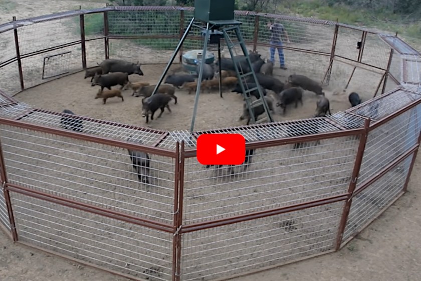Trapper Catches 44 Feral Hogs at Once in Single, Well-Placed Trap ...