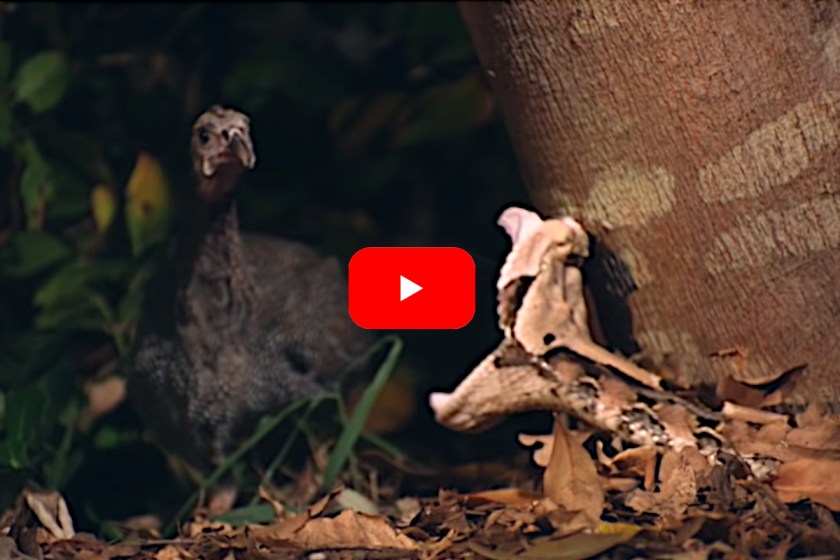 Viper Takes Down Large Bird in Stunning Slow-Motion Strike - Wide Open ...