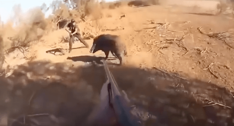 10 Extremely Intense Wild Boar Attacks You'll be Glad Aren't Happening ...