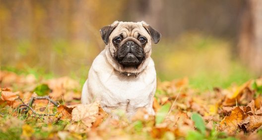 Pugs: Everything You Need to Know About the Breed