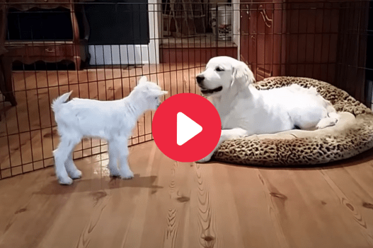 Baby Goat Meets Puppy, Cuteness Overload Ensues