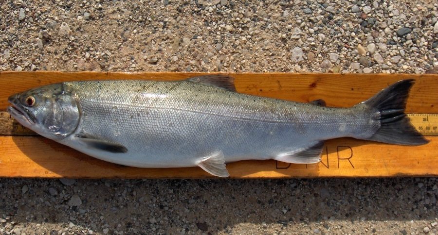 Great News! Spring Coho Set to Heat Up on Lake Michigan - Wide Open Spaces