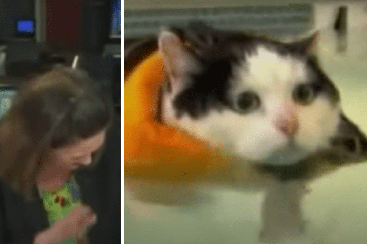 Fat Cat Swimming Leaves News Anchor in Stitches on Live TV