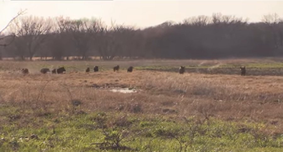 Hard Charging Action with HogZombies - Wide Open Spaces