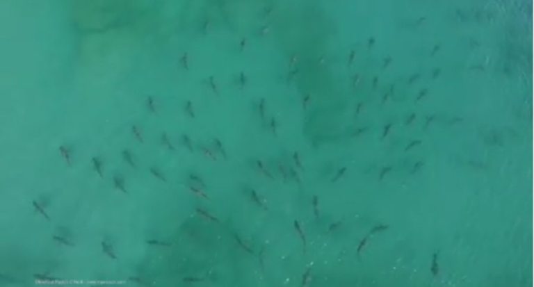 Epic Blacktip Shark Migration Will Make You Think Twice Before Entering ...