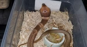 There's a Highly Venomous Cobra on the Loose in a Florida Neighborhood ...