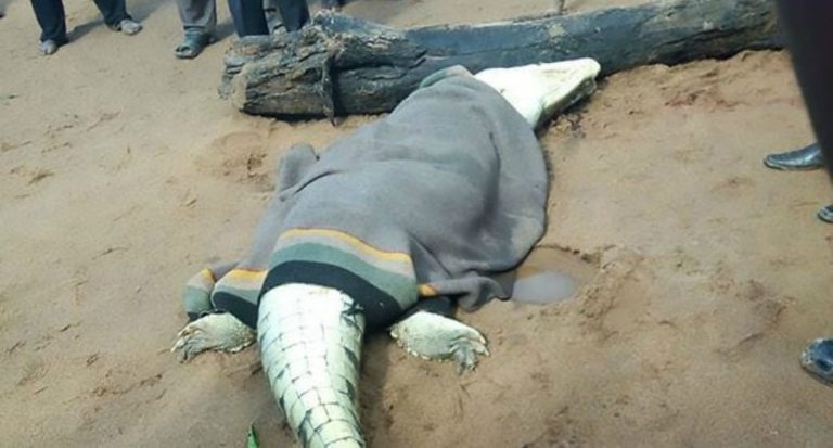 Crocodile's Stomach Cut Open Reveals Remains of Young Boy - Wide Open ...
