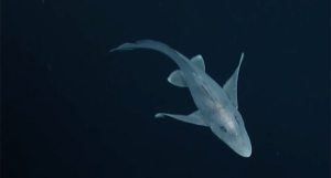 7 Creepy Fish From the Depths of the Ocean - Wide Open Spaces