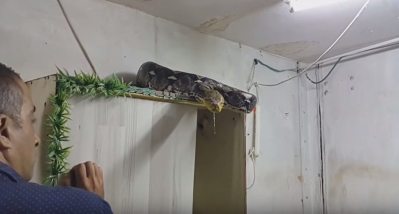 Watch How This Crazed, Maniacal Snake Handler Puts a Python to Bed ...