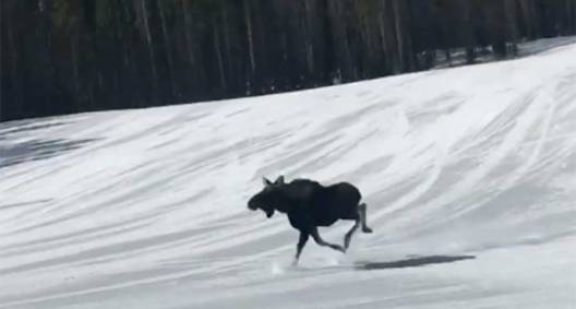 Moose Shows Speed on Ski Slope in Race Against Snowboarders - Wide Open ...