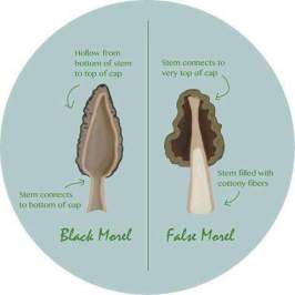 Real vs. False Morels: How To Tell the Wild Mushrooms Apart